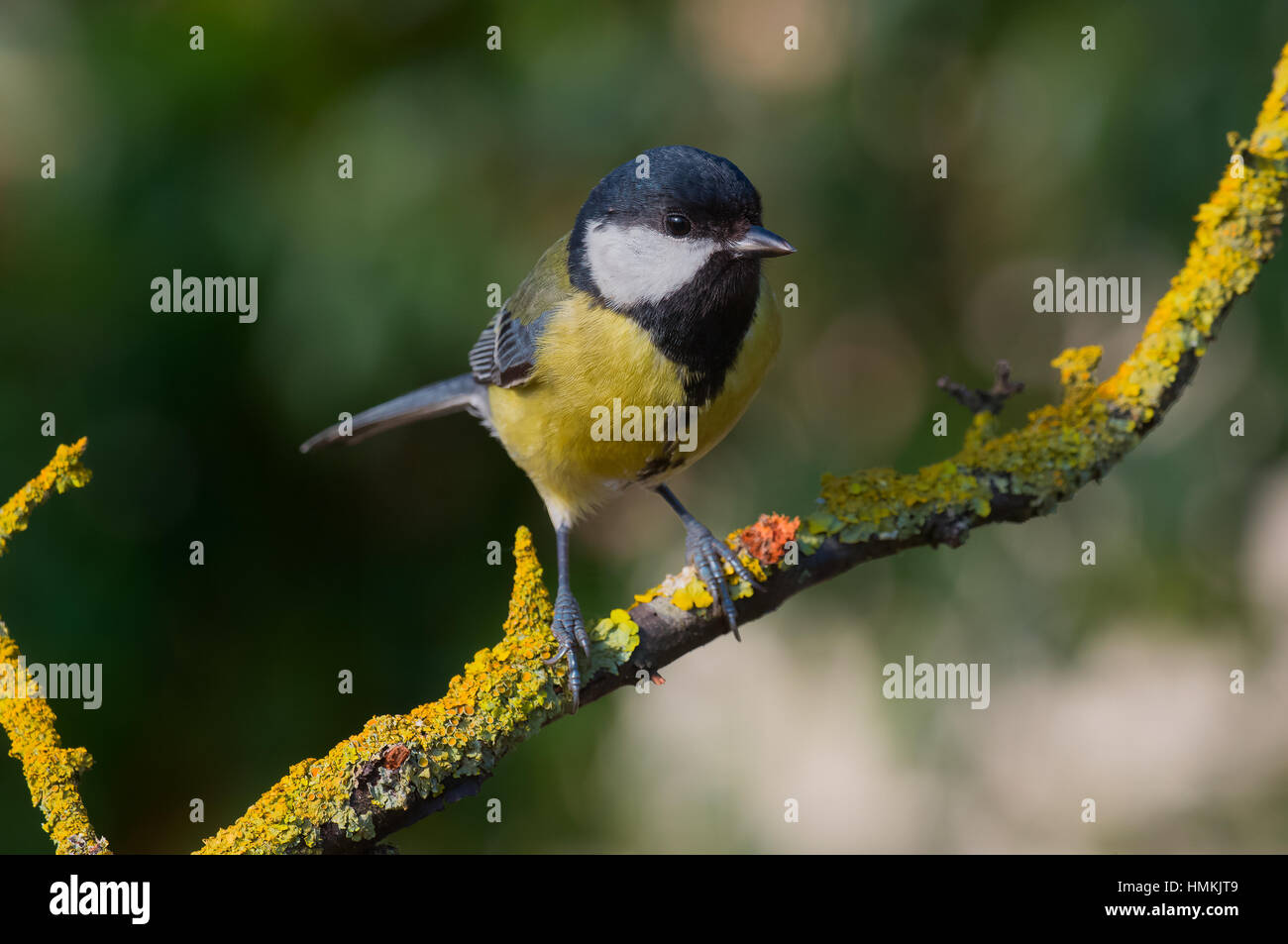 Major colors hi-res stock photography and images - Alamy