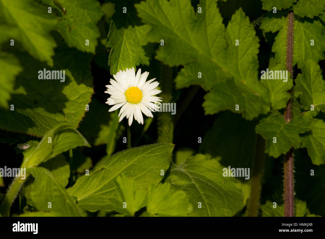 Guernsey wild flowers hi-res stock photography and images - Alamy