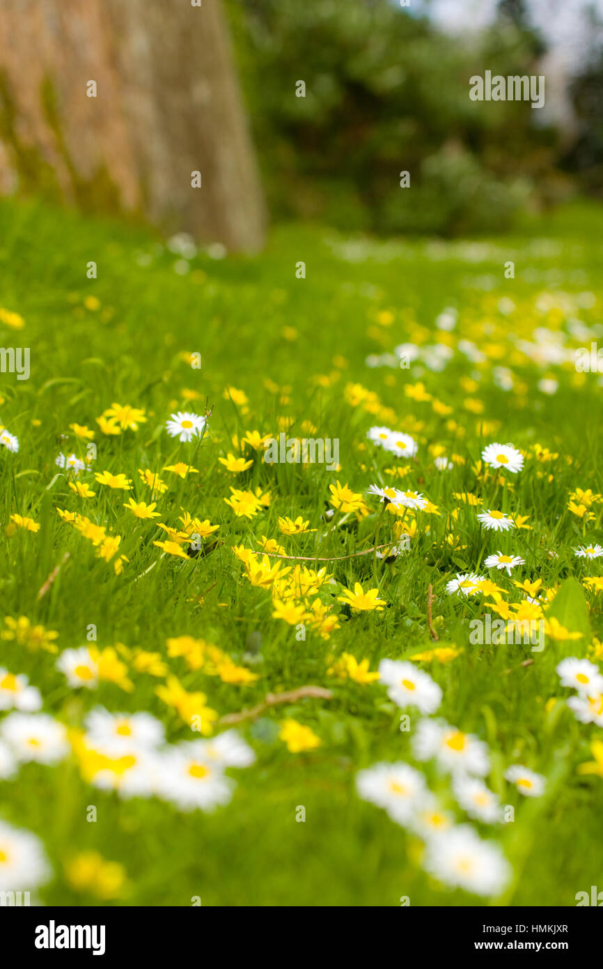 Guernsey wild flowers hi-res stock photography and images - Alamy