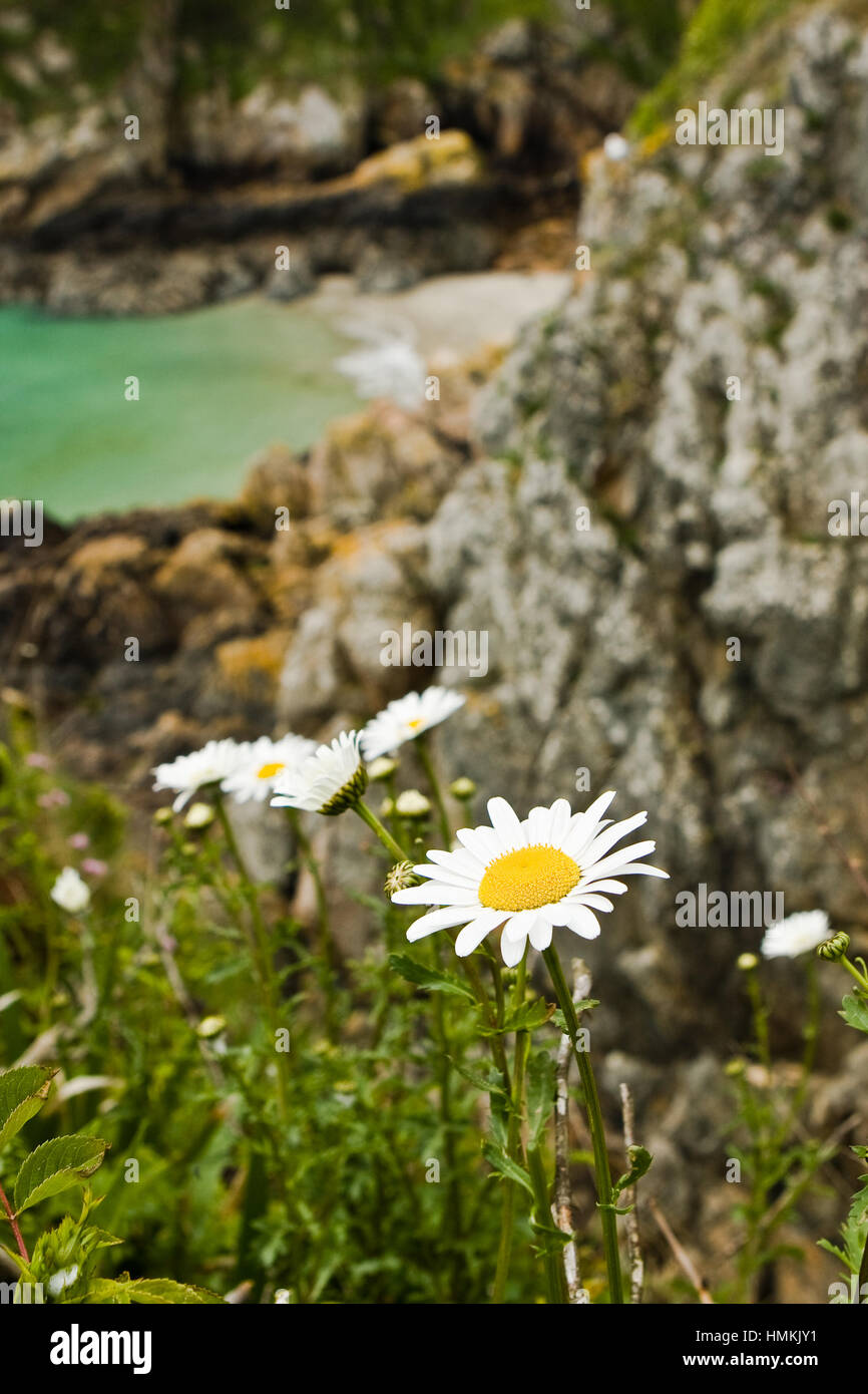 Guernsey wild flowers hi-res stock photography and images - Alamy