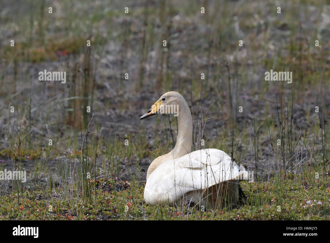Whooper Swan (Cygnus cygnus) Iceland Stock Photo - Alamy