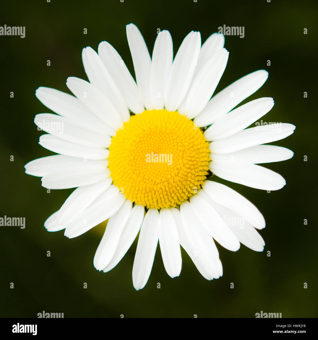 Guernsey wild flowers hi-res stock photography and images - Alamy