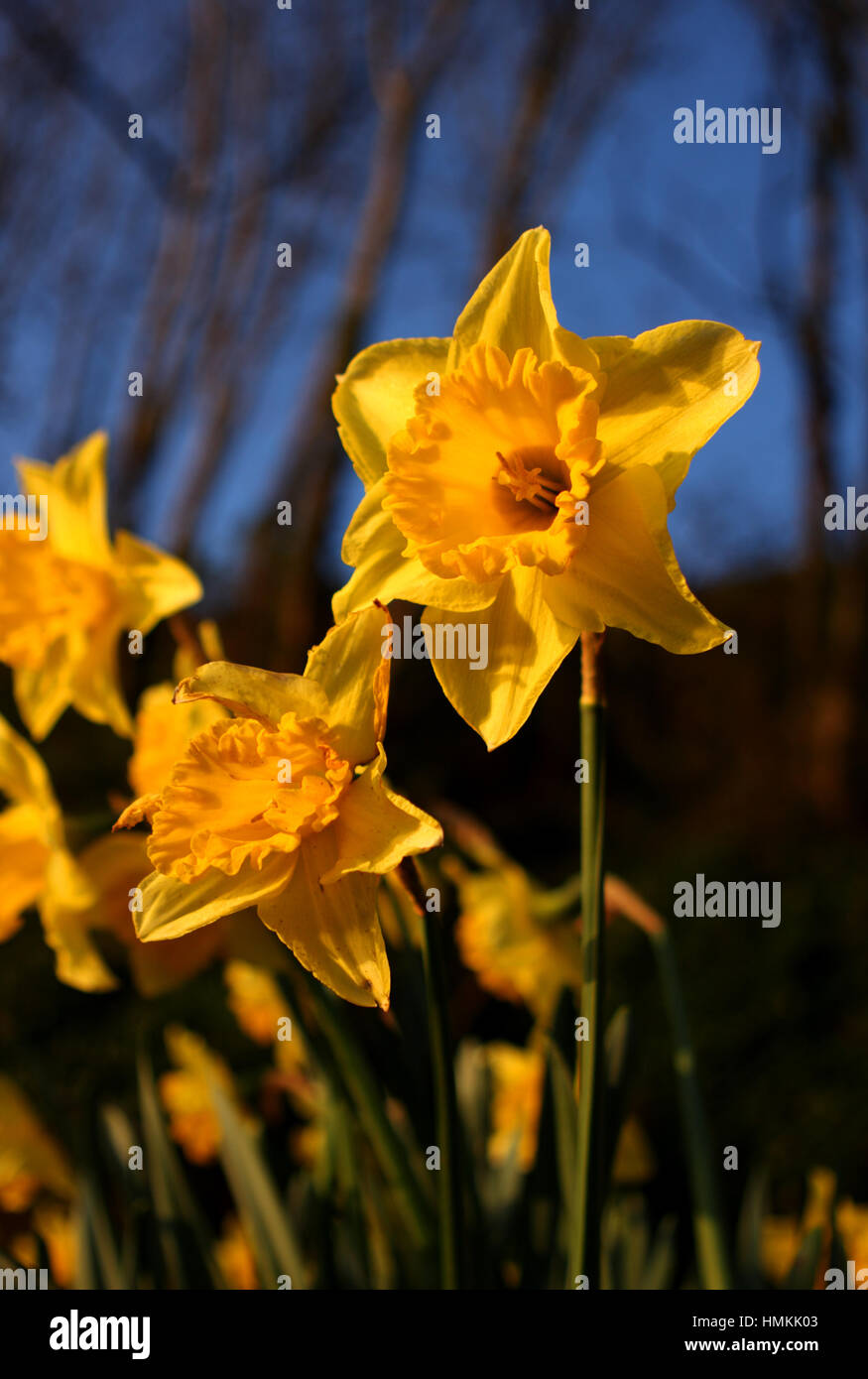 Striking spring daffodils hi-res stock photography and images - Alamy