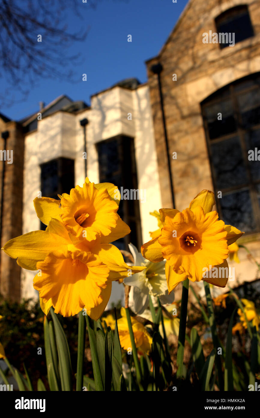 Striking spring daffodils hi-res stock photography and images - Alamy