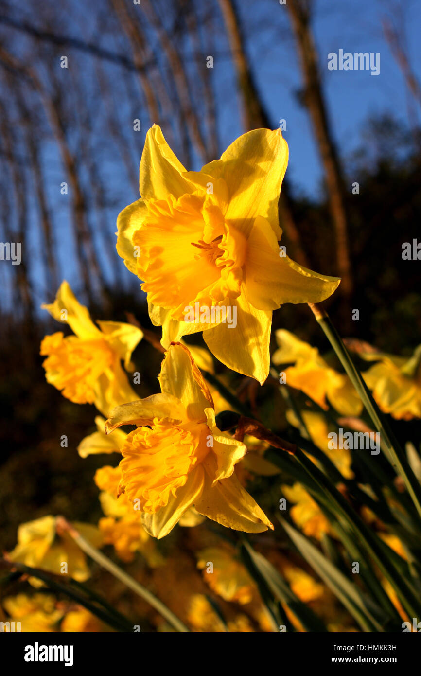 Striking spring daffodils hi-res stock photography and images - Alamy