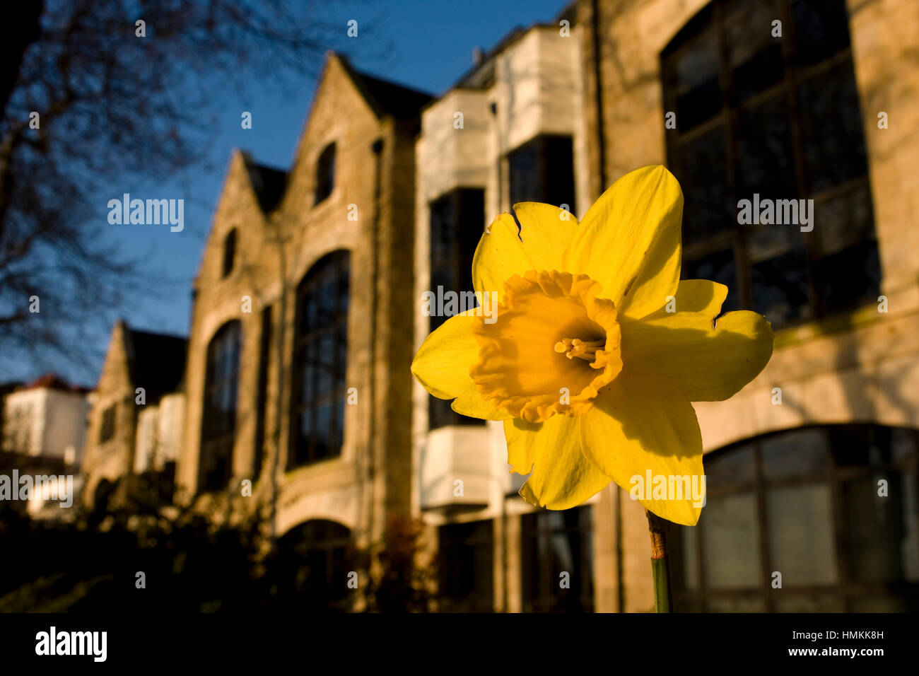 Striking spring daffodils hi-res stock photography and images - Alamy