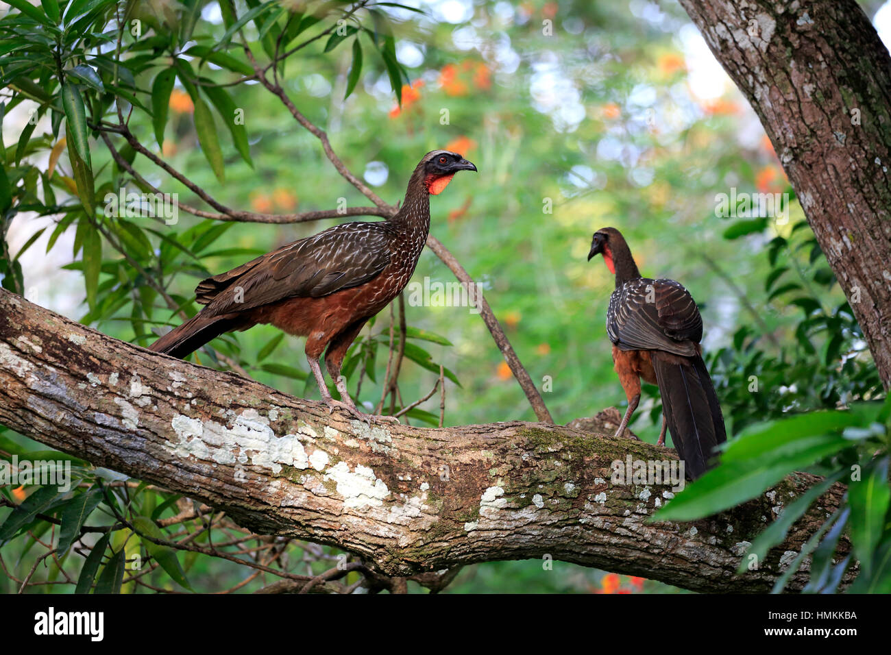 Chaco Chachalaca, (Ortalis canicollis pantanalensis), couple on tree ...