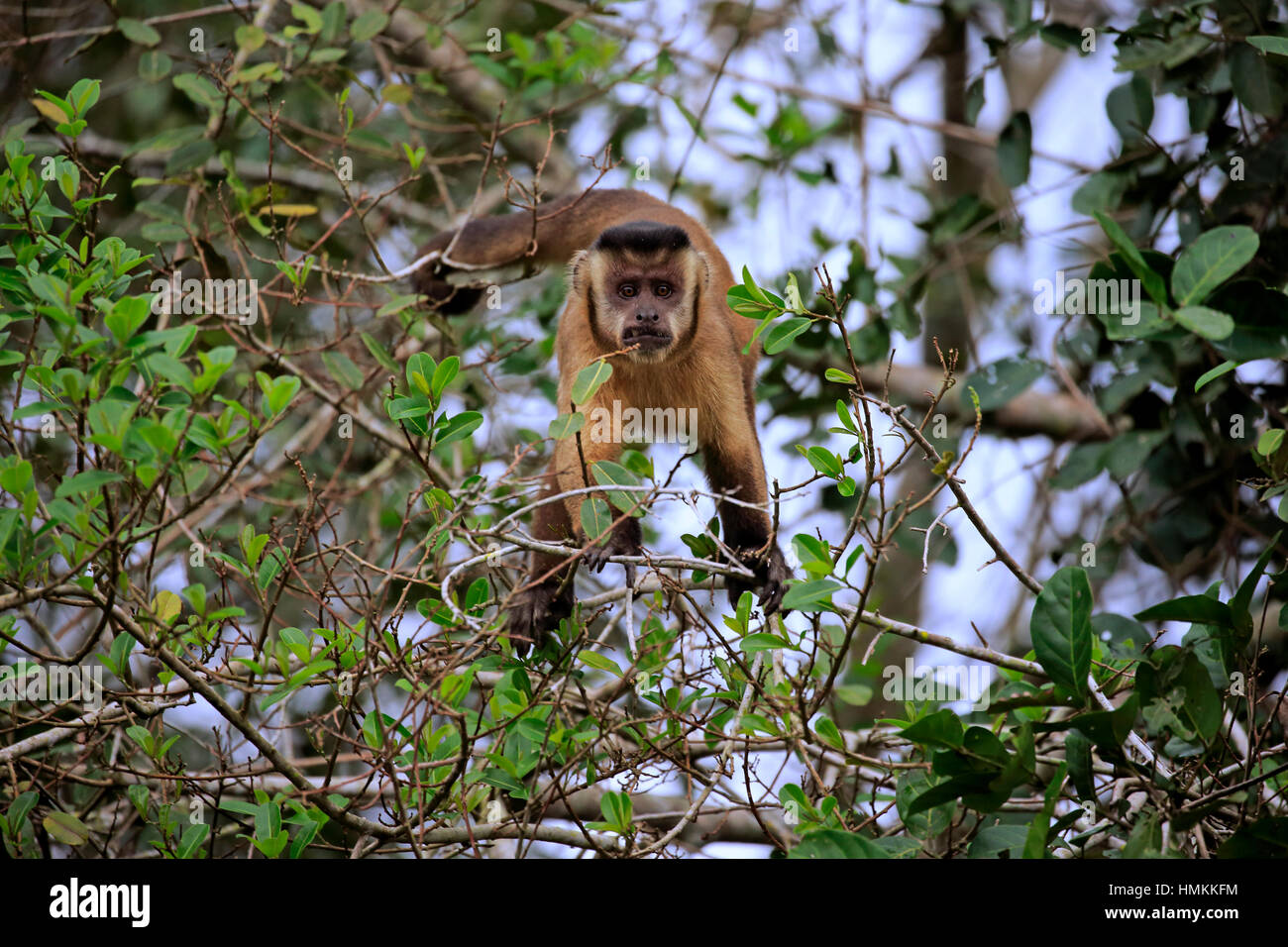 Brown Capuchin, Tufted Capuchin, Black-capped Capuchin, (Cebus apella ...