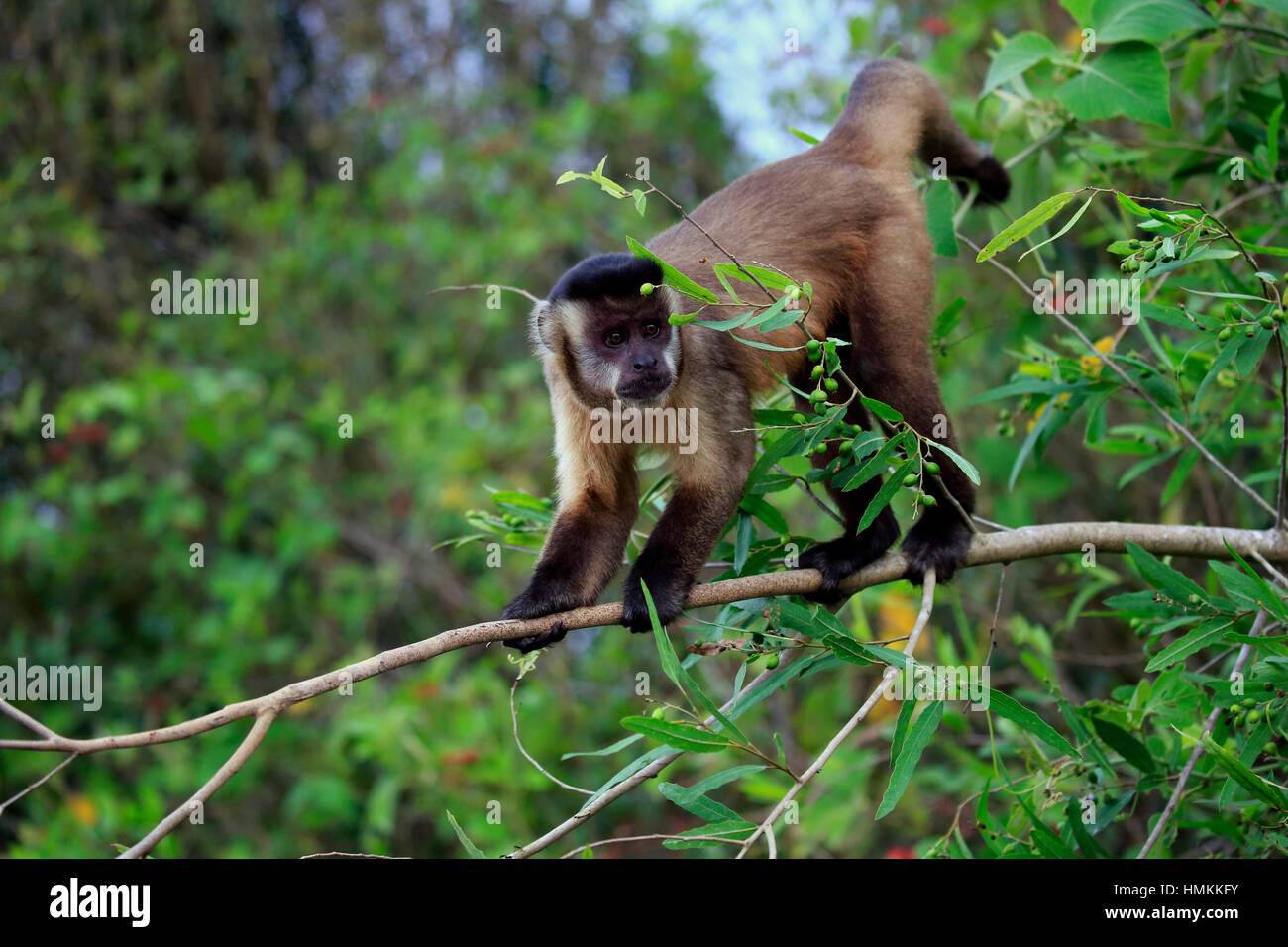 Brown Capuchin, Tufted Capuchin, Black-capped Capuchin, (Cebus apella ...
