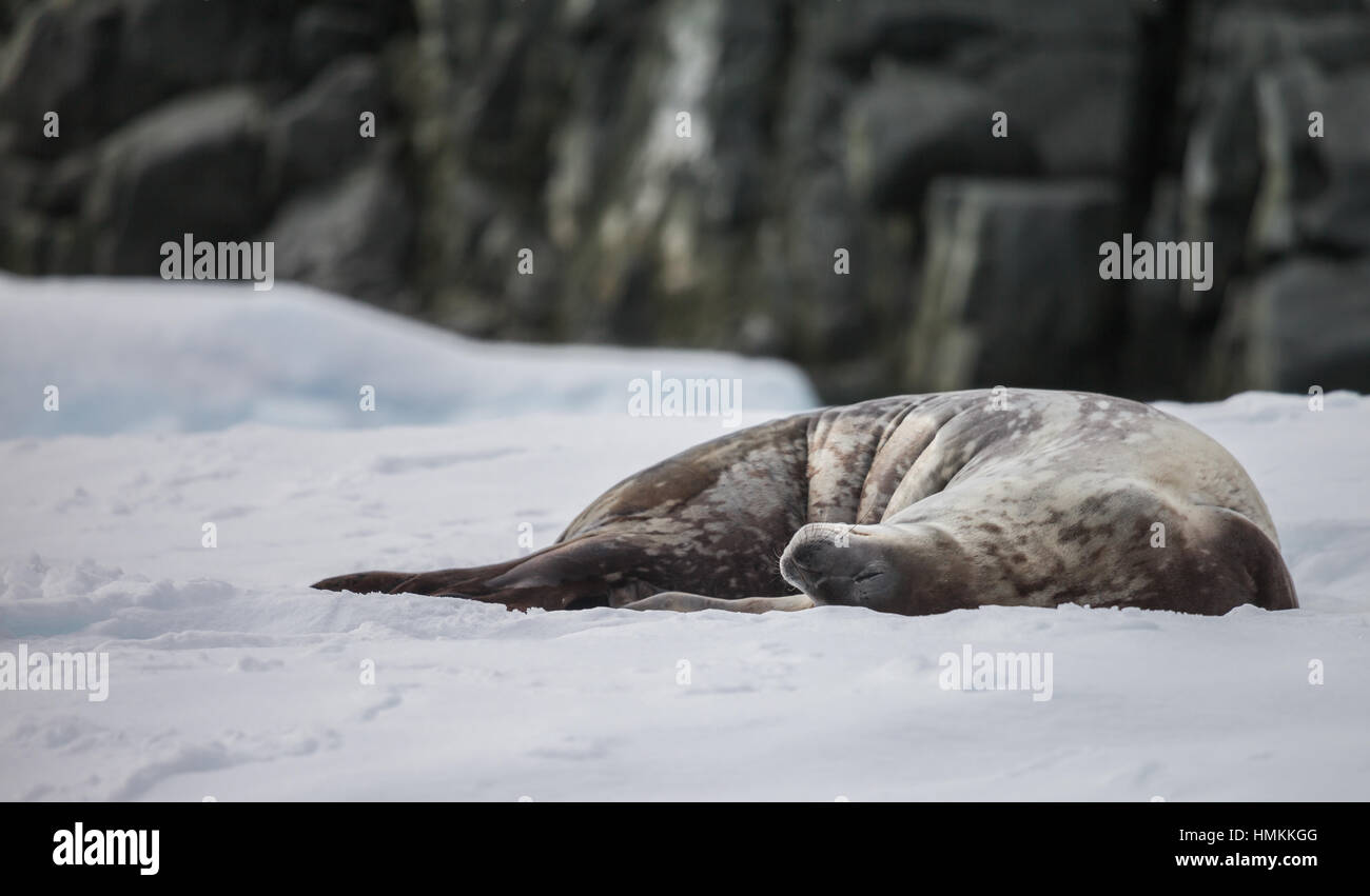 seal relax on the snow. life of animal in wildlife Stock Photo - Alamy