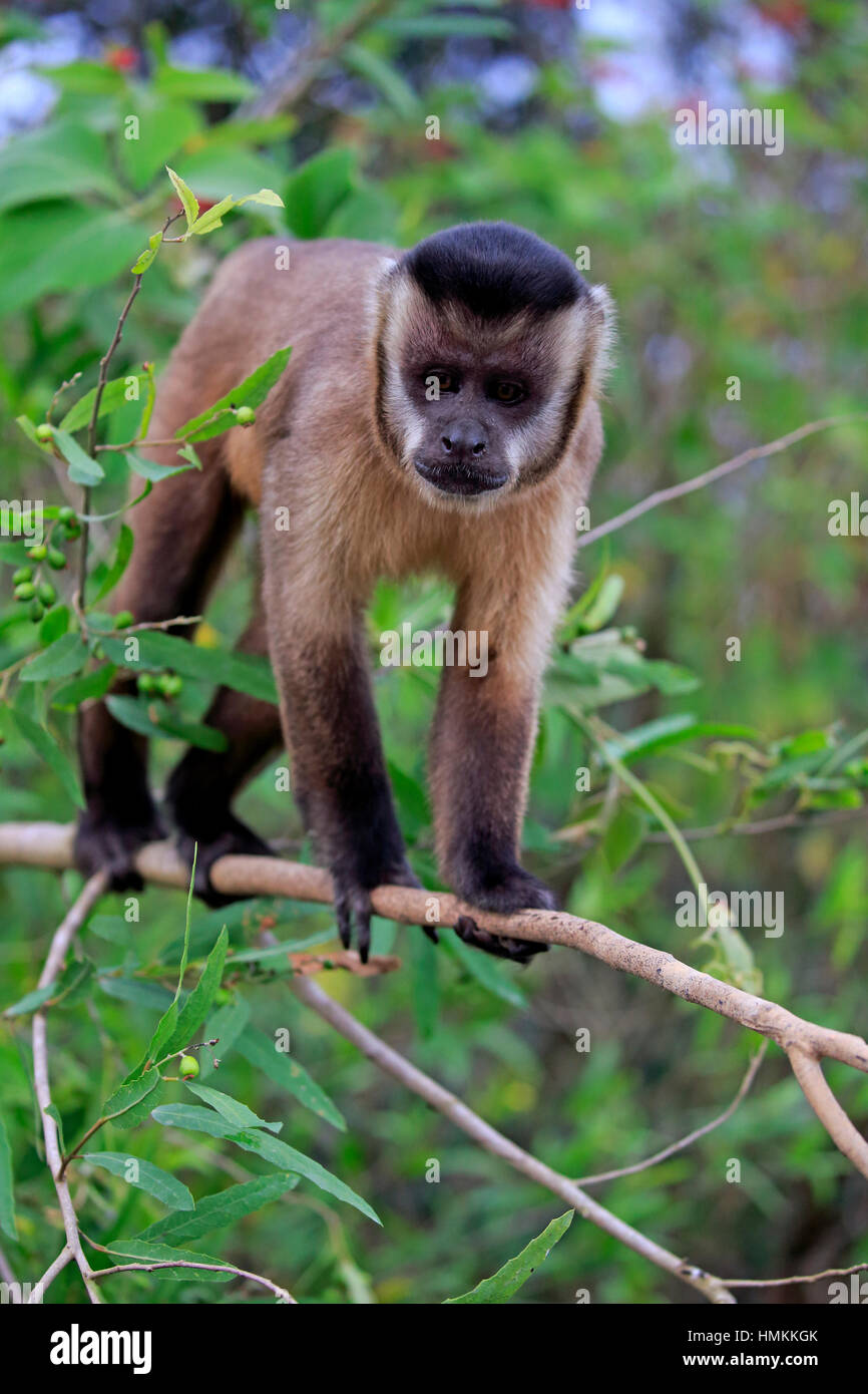 Brown Capuchin, Tufted Capuchin, Black-capped Capuchin, (Cebus apella ...
