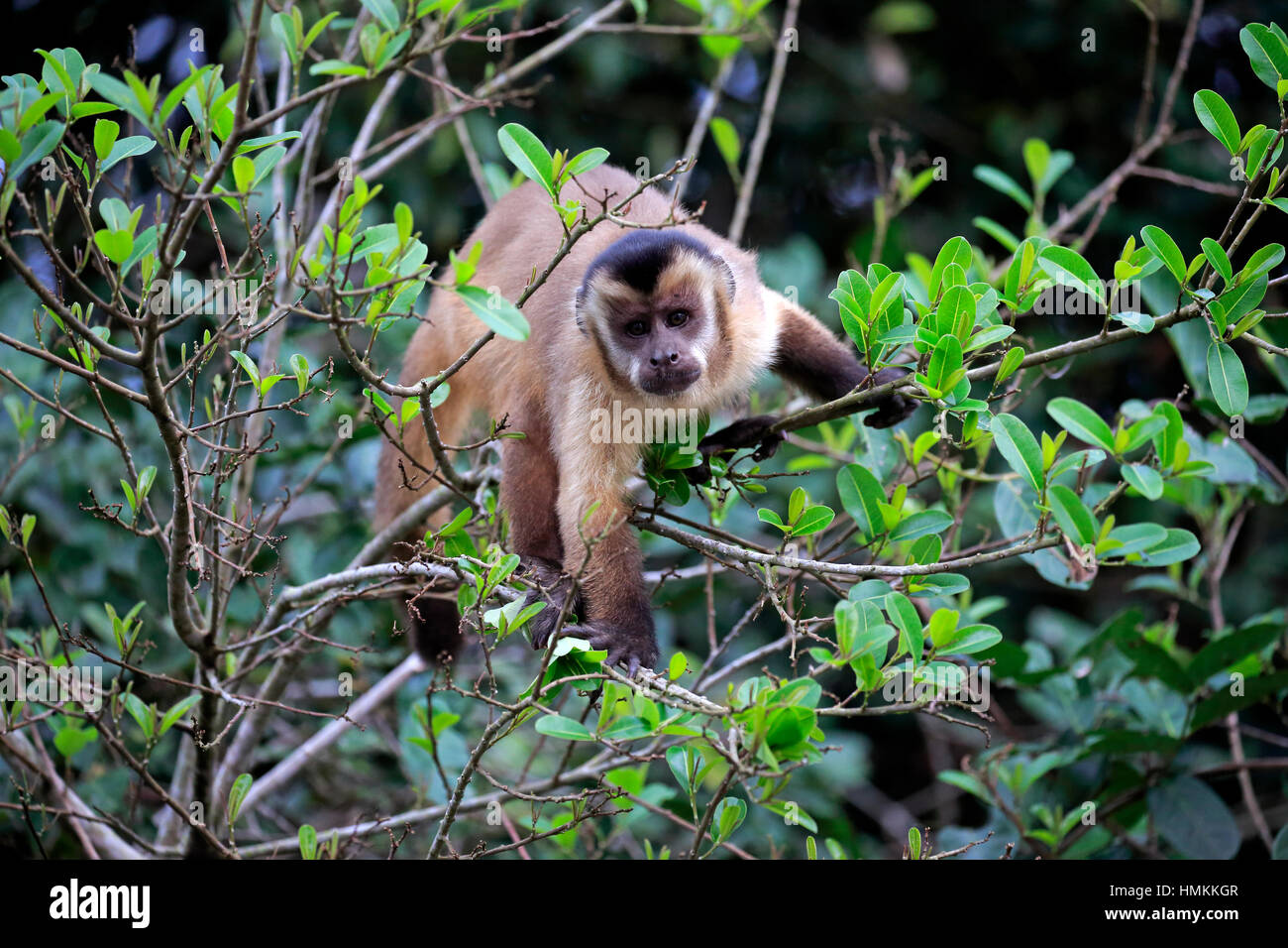 Brown Capuchin, Tufted Capuchin, Black-capped Capuchin, (Cebus apella ...