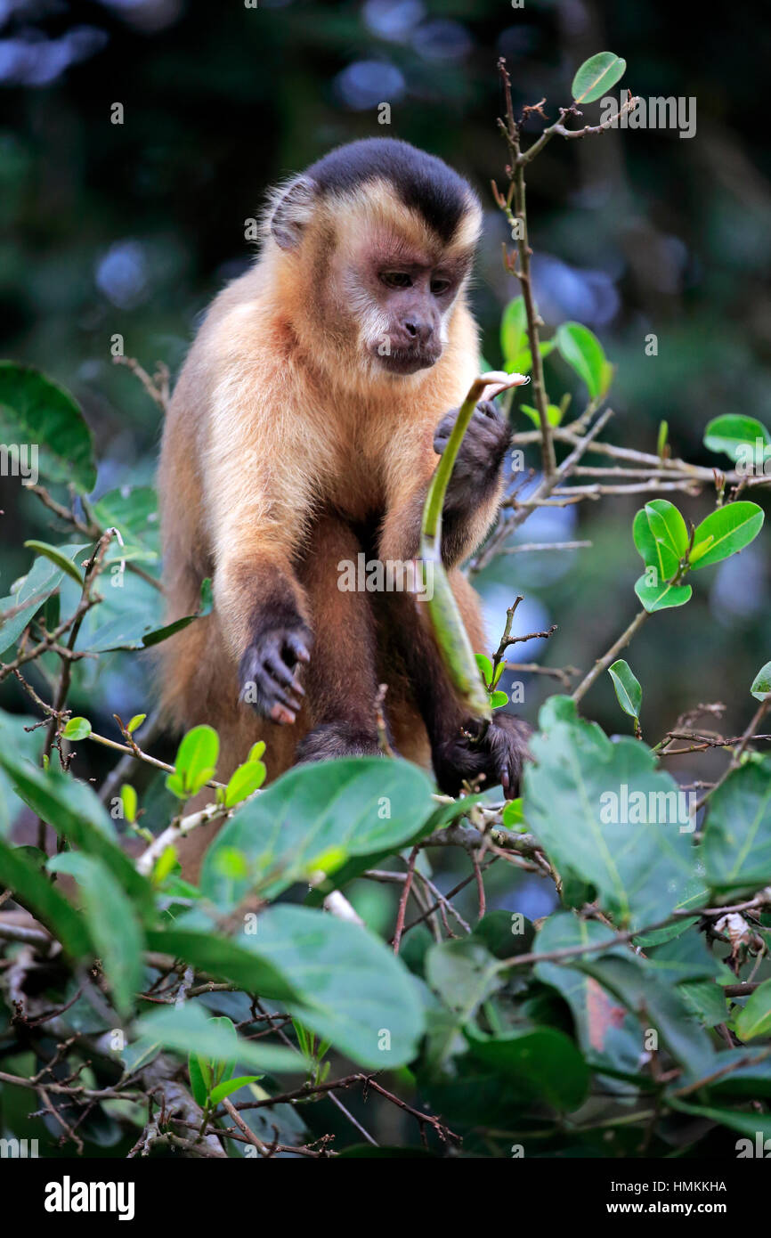 Brown Capuchin, Tufted Capuchin, Black-capped Capuchin, (Cebus apella ...
