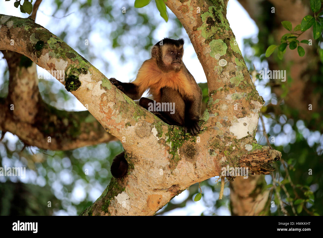 Brown Capuchin, Tufted Capuchin, Black-capped Capuchin, (Cebus apella ...