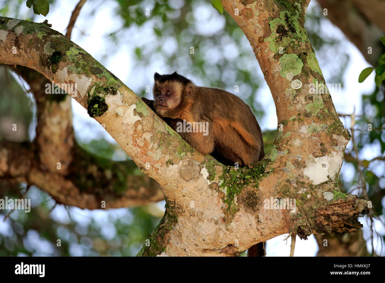 Brown Capuchin, Tufted Capuchin, Black-capped Capuchin, (Cebus apella ...