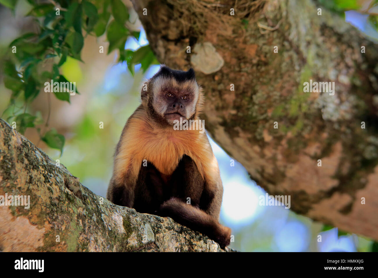 Brown Capuchin, Tufted Capuchin, Black-capped Capuchin, (Cebus apella ...