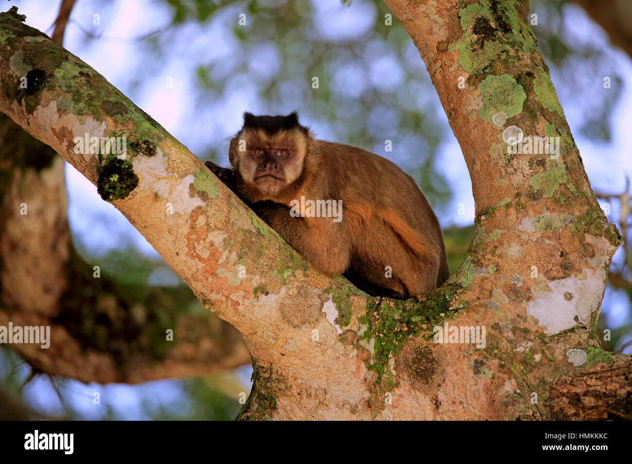 Brown Capuchin, Tufted Capuchin, Black-capped Capuchin, (Cebus apella ...
