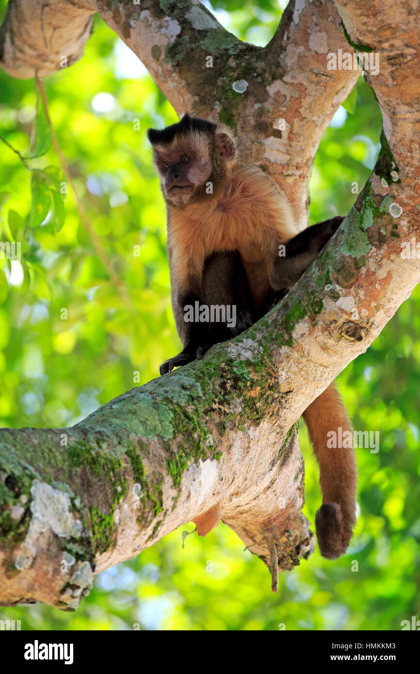 Brown Capuchin, Tufted Capuchin, Black-capped Capuchin, (Cebus apella ...
