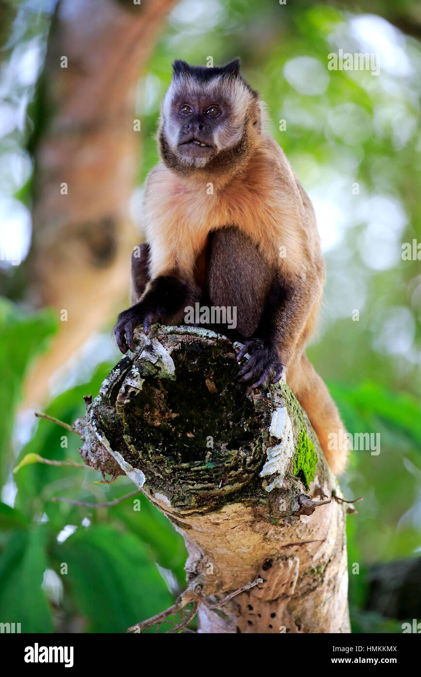 Brown Capuchin, Tufted Capuchin, Black-capped Capuchin, (Cebus apella ...