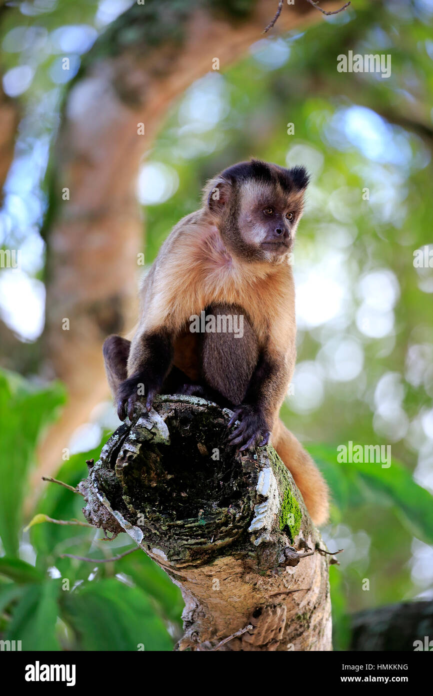 Brown Capuchin, Tufted Capuchin, Black-capped Capuchin, (Cebus apella ...