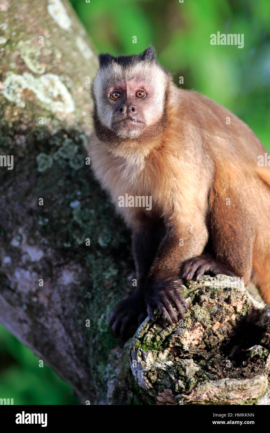 Brown Capuchin, Tufted Capuchin, Black-capped Capuchin, (Cebus apella ...