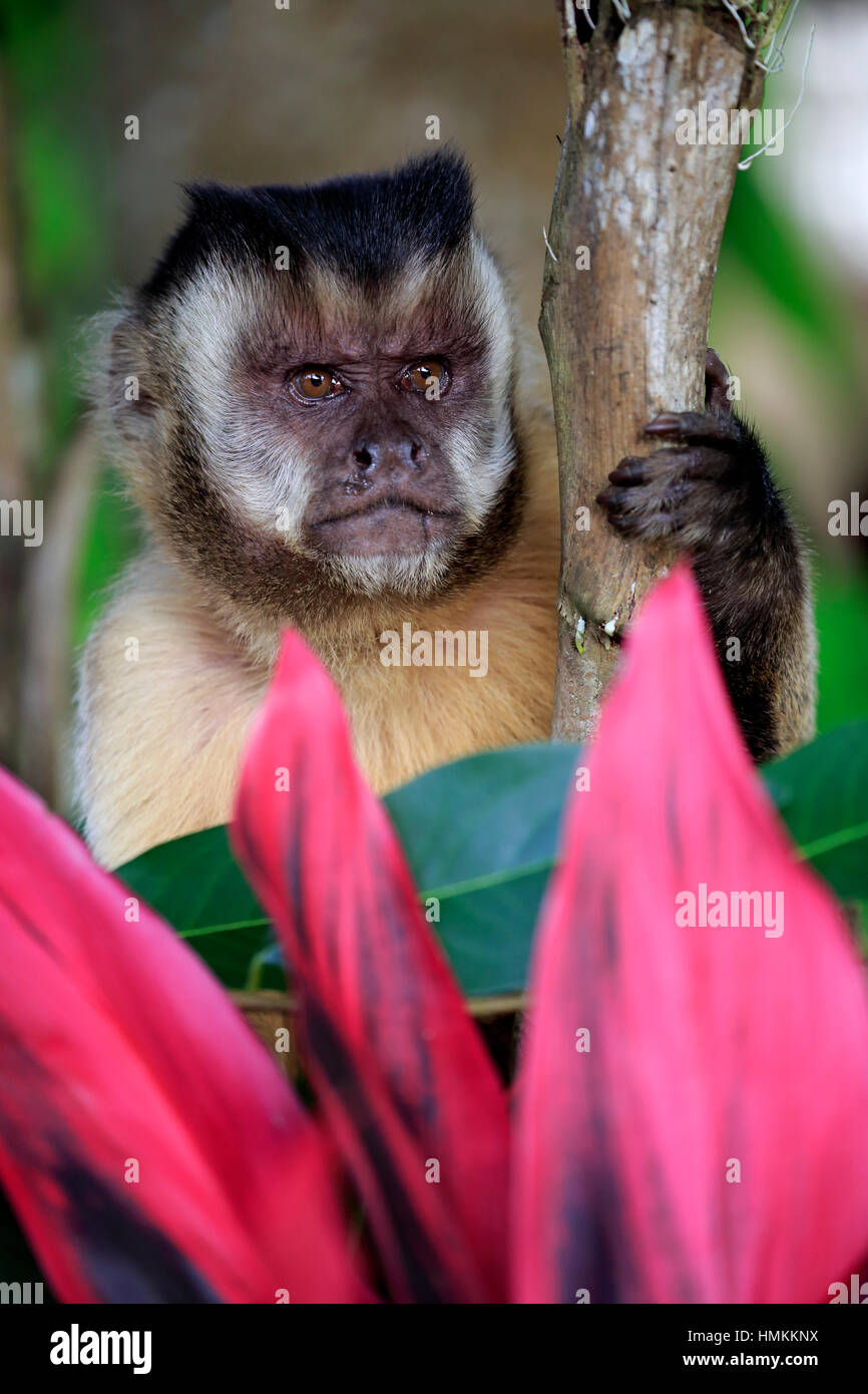 Brown Capuchin, Tufted Capuchin, Black-capped Capuchin, (Cebus apella ...
