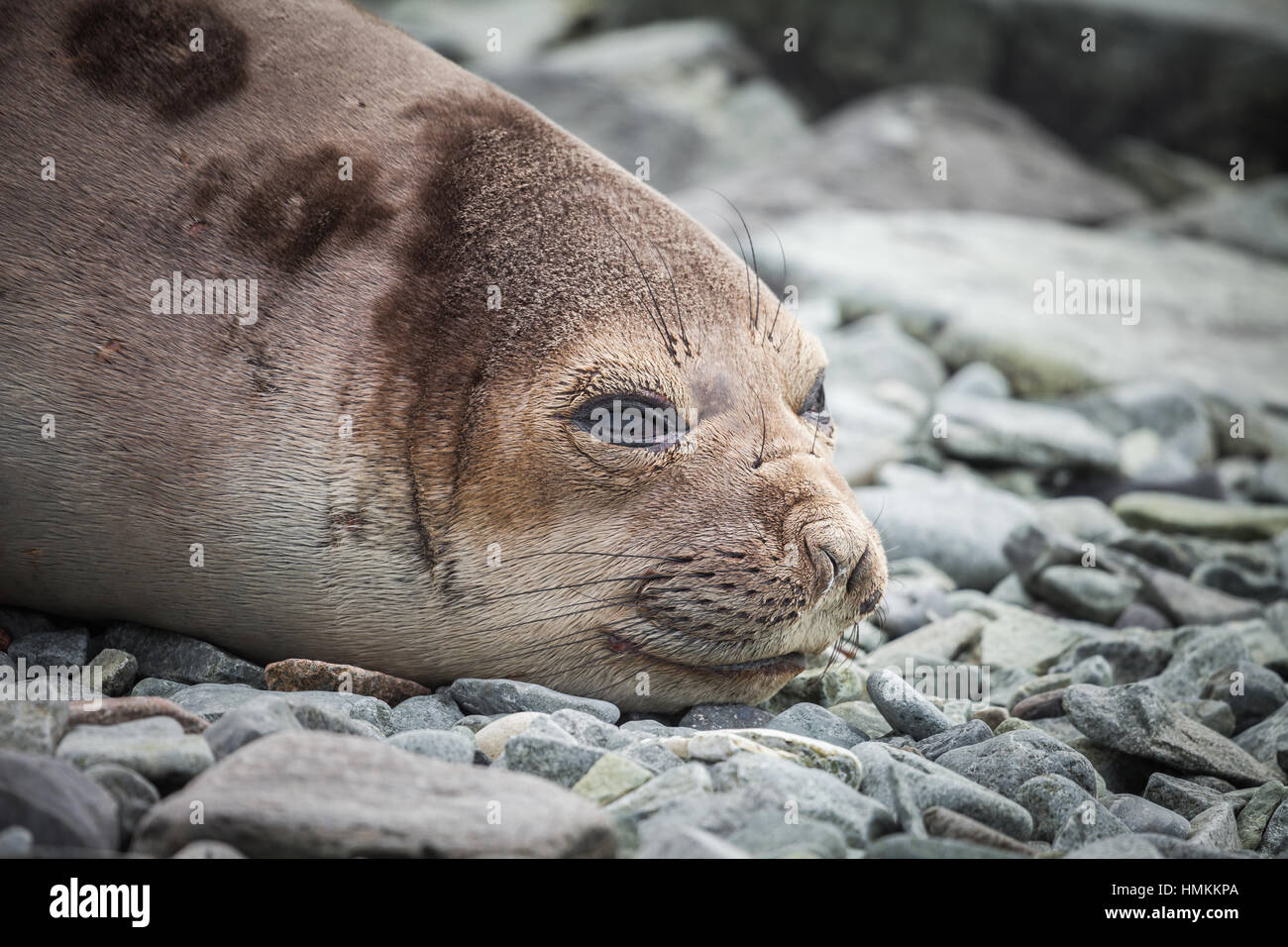 Otariidae family hi-res stock photography and images - Alamy