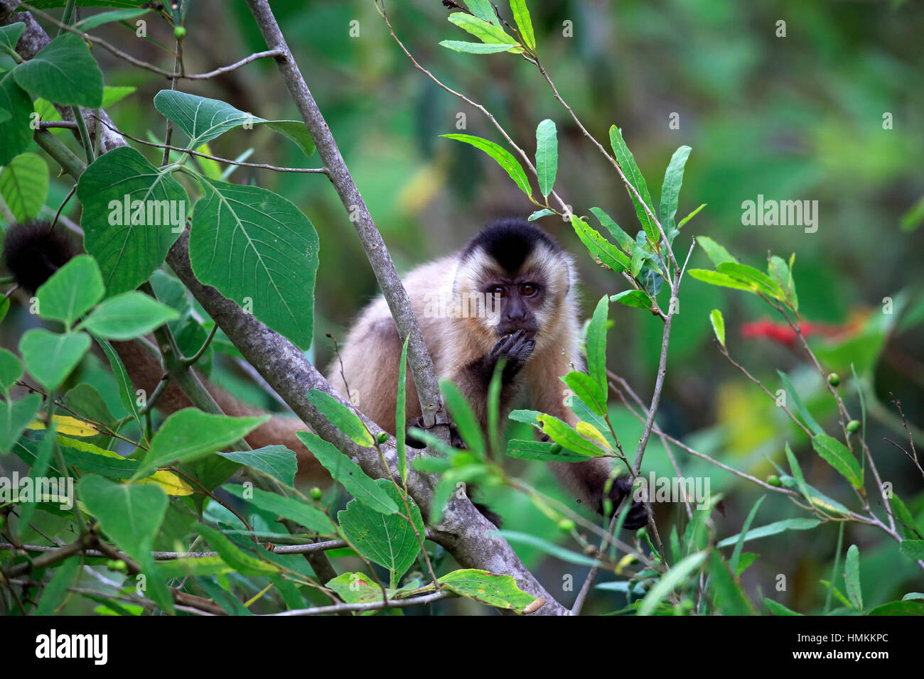 Brown Capuchin, Tufted Capuchin, Black-capped Capuchin, (Cebus apella ...