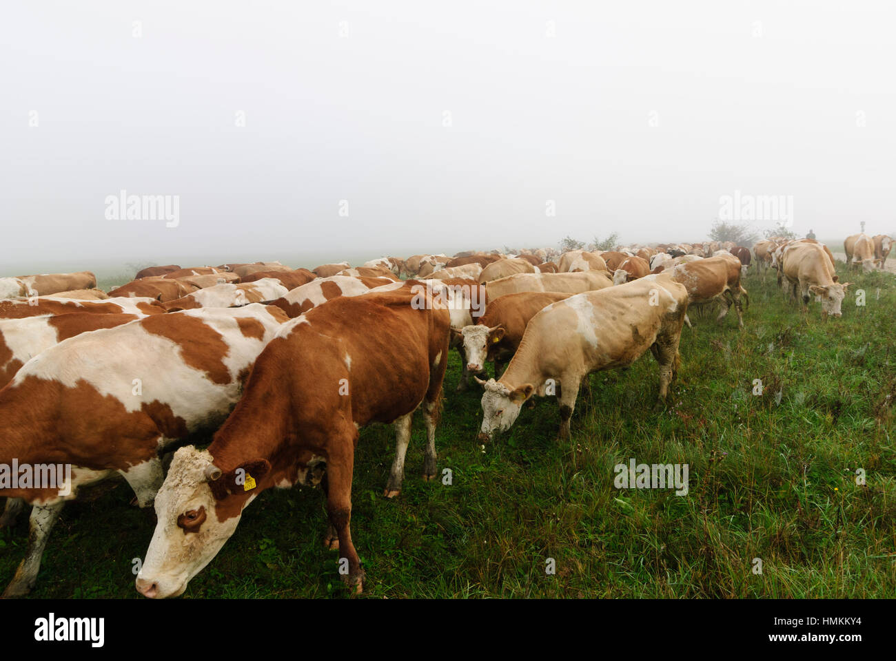 Cattle herdsman hi-res stock photography and images - Alamy