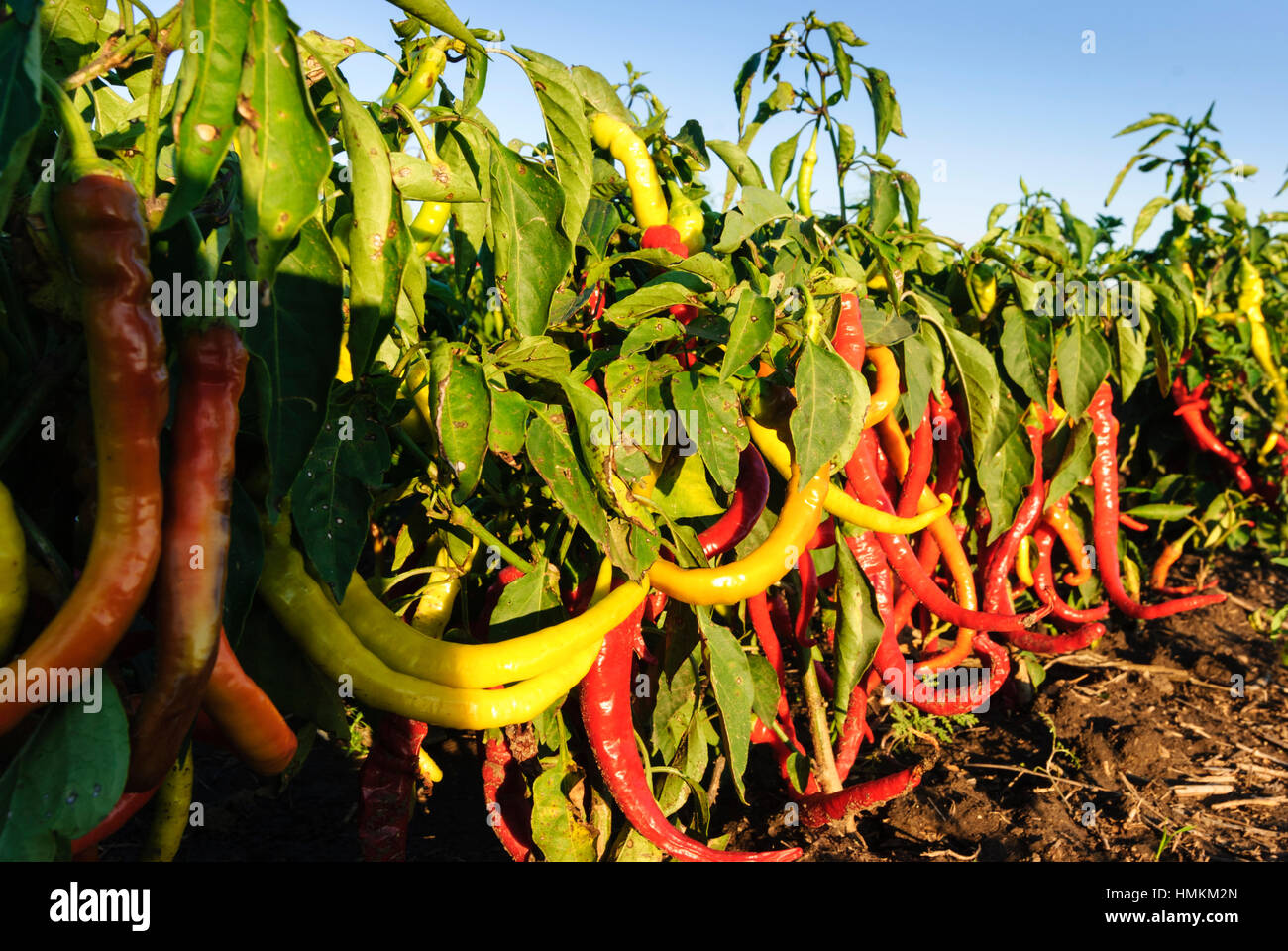 Pfefferoni paprika hi-res stock photography and images - Alamy
