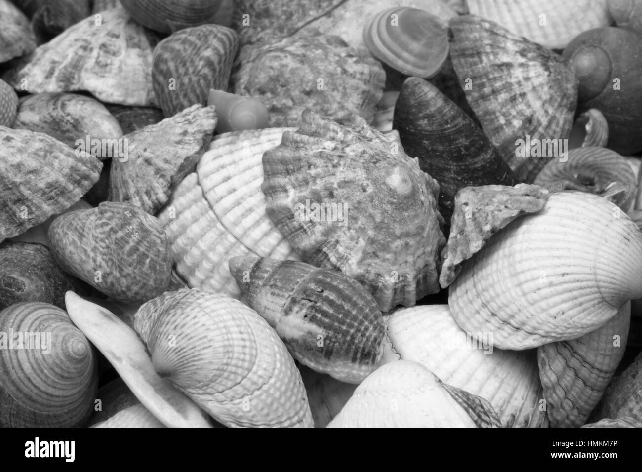 Black and white image of mixed sea shells Stock Photo - Alamy