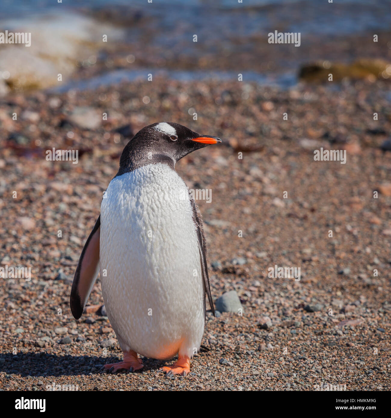Penguins are a group of aquatic, flightless birds living almost ...