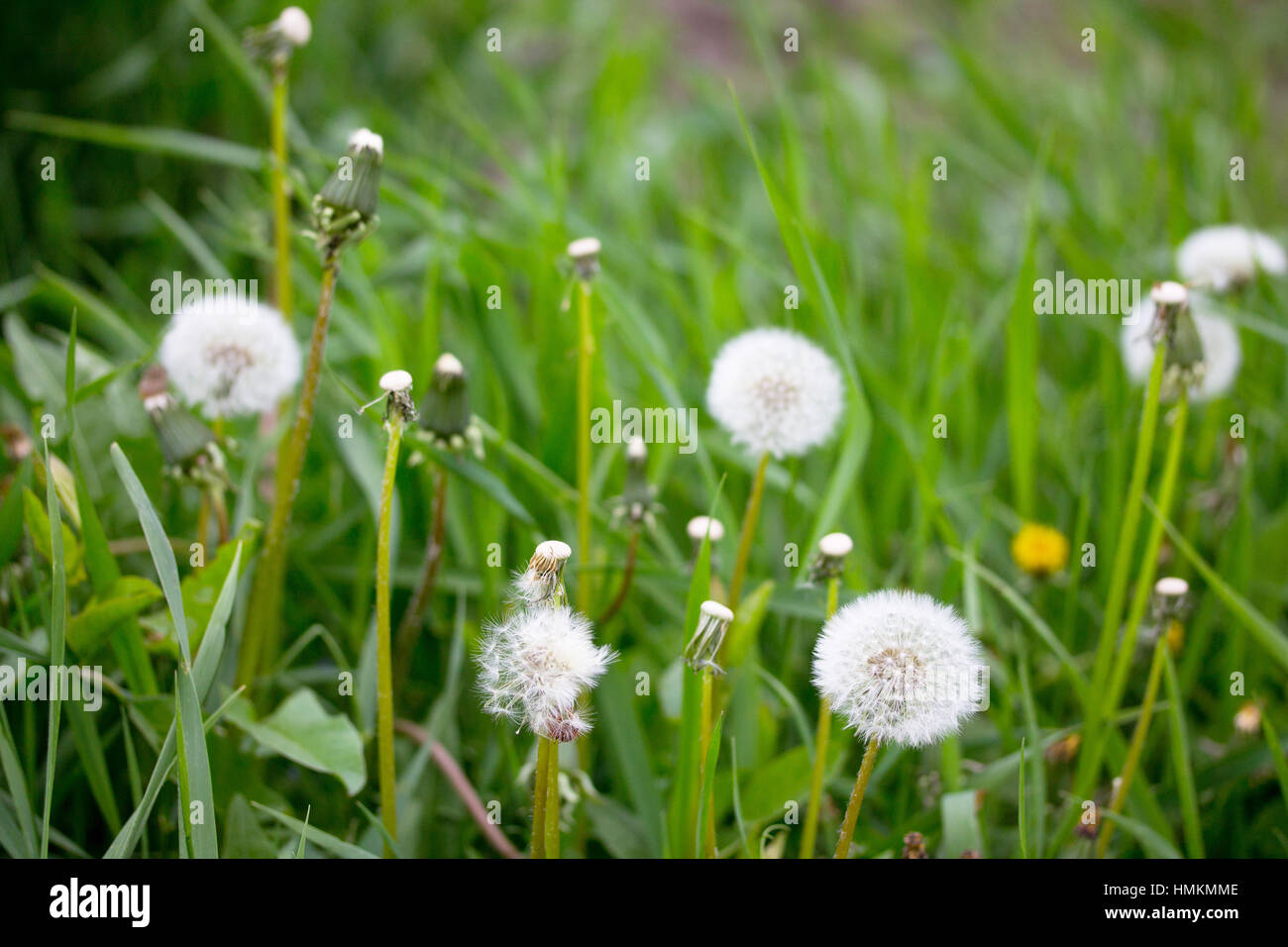 Blooming dandelion in bright green grass spring background. Green grass ...