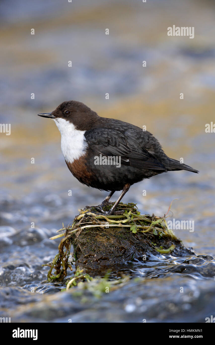White-throated Dipper or European Dipper, Cinclus cinclus gularis ...