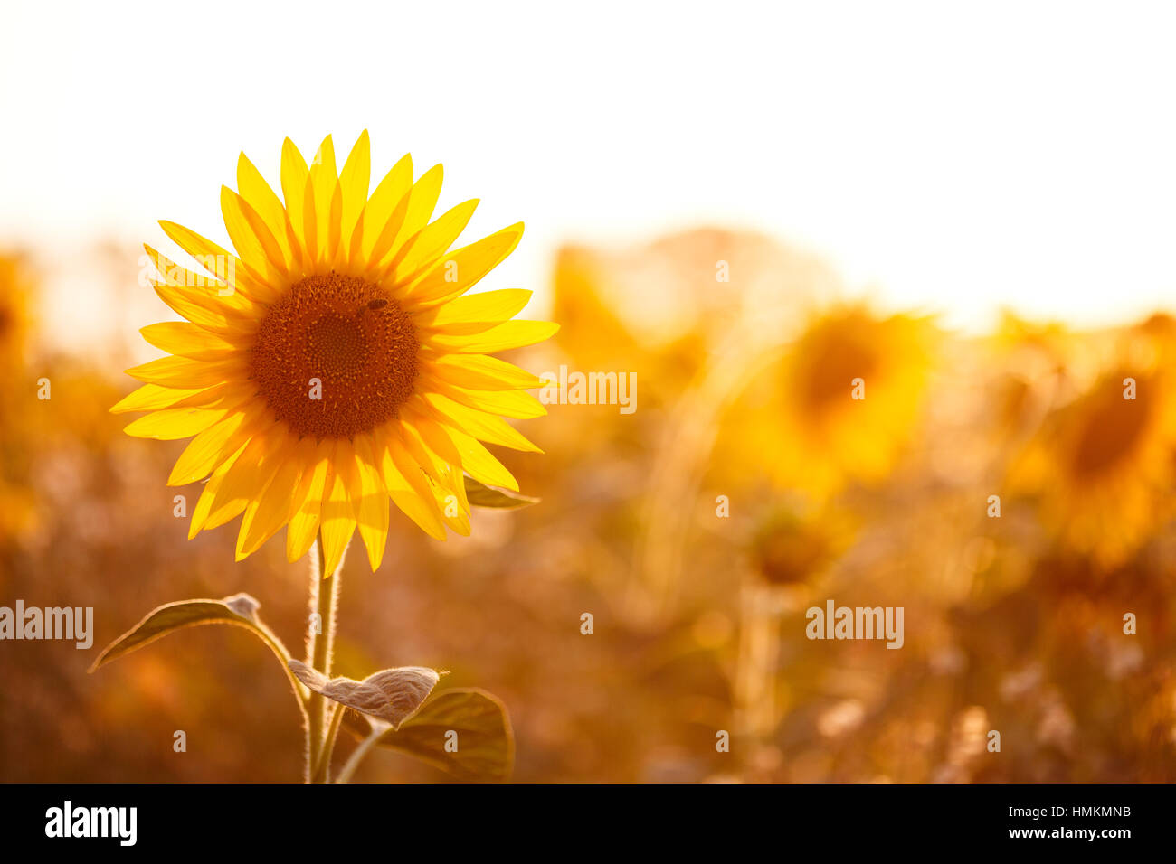 Bright sunflower in sunset light, close-up, selective focus Stock Photo ...