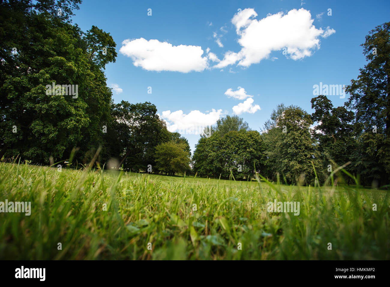 Nature background, park with meadow among green lush foliage and trees ...
