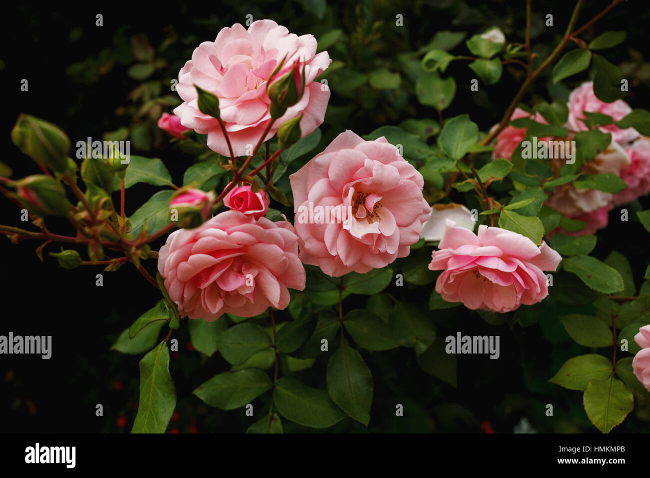 Natural pink roses on bush, flowers background Stock Photo - Alamy
