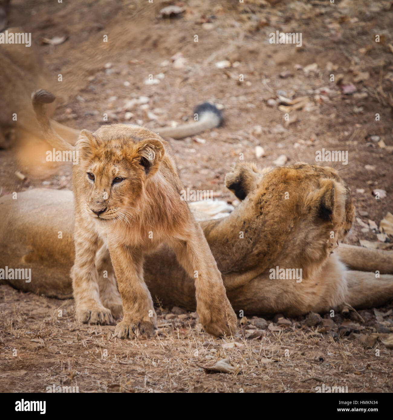 Lion Subspecies