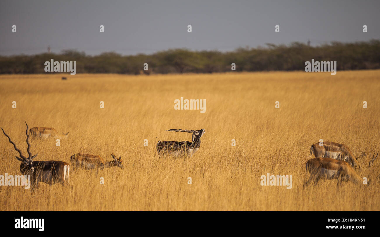 Blackbuck antelope found in india hi-res stock photography and images ...