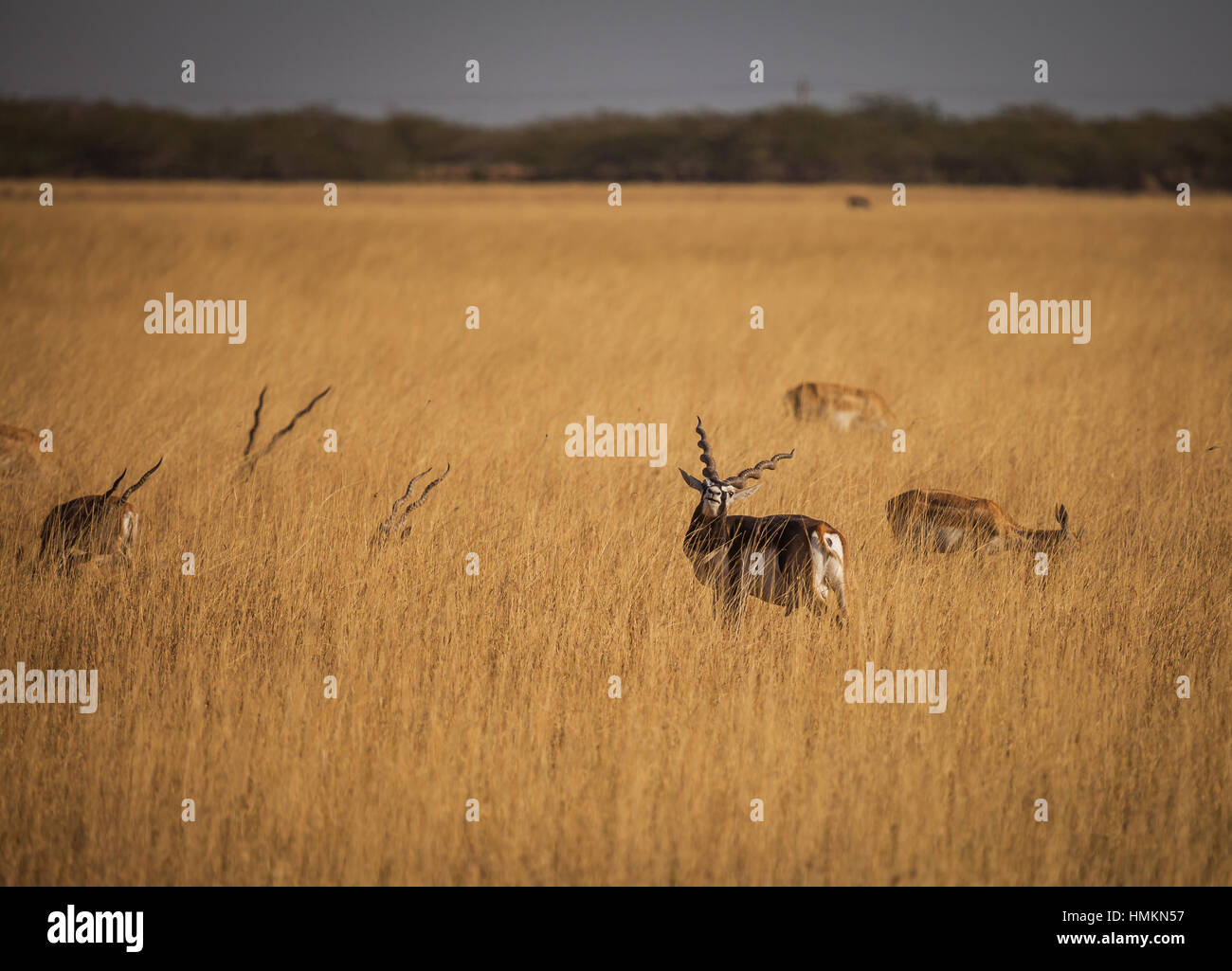 White blackbuck hi-res stock photography and images - Alamy