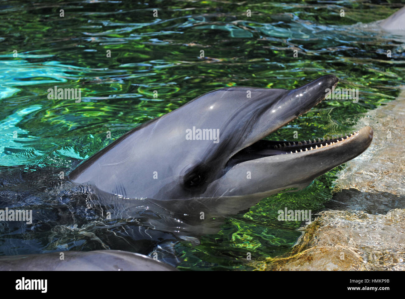 Dolphin teeth hi-res stock photography and images - Alamy