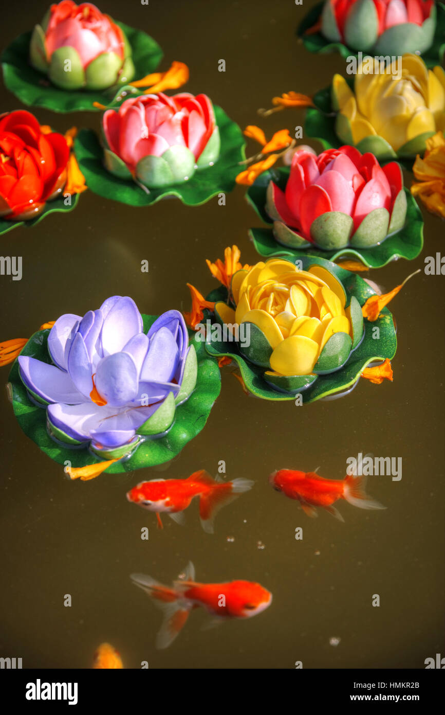 In Buddhism, the lotus is a traditional symbol of purity Stock Photo ...