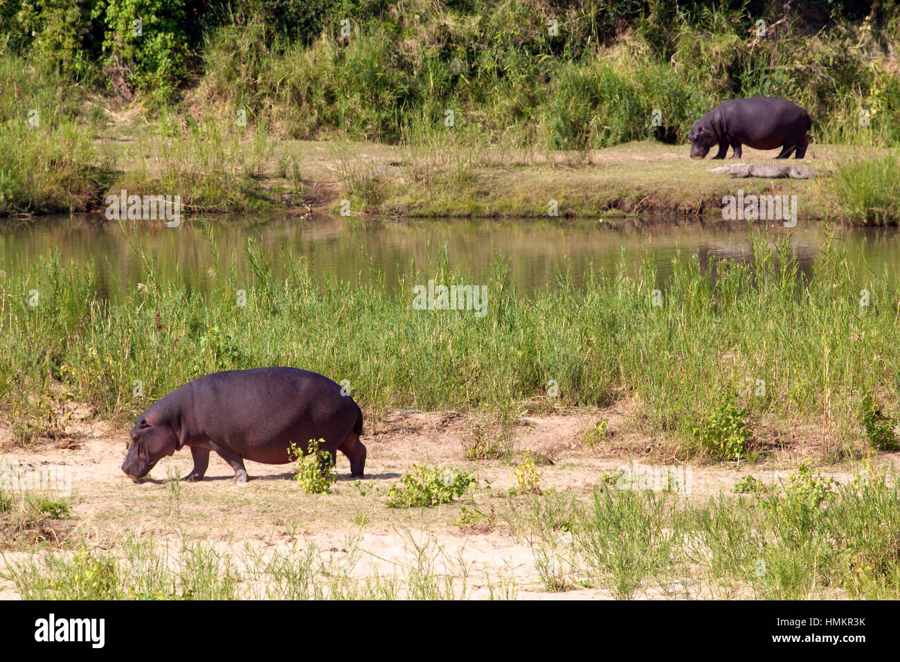 Snake Eating Hippo