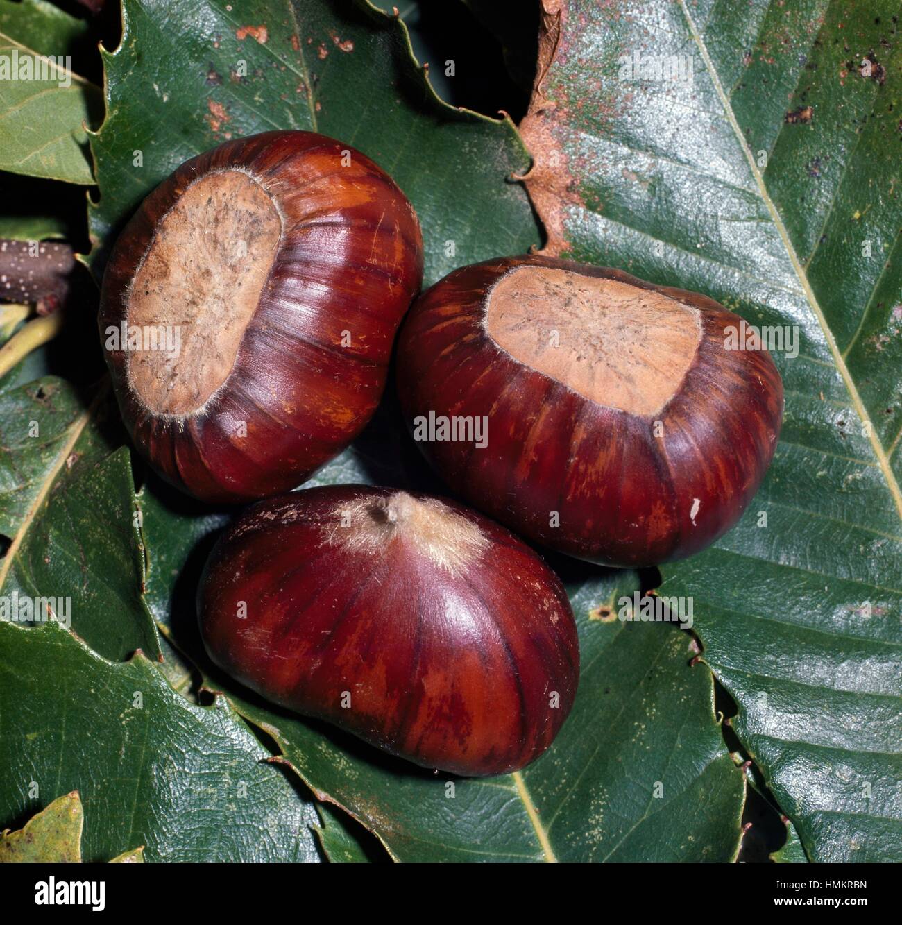 Botany fagaceae sweet hi-res stock photography and images - Alamy