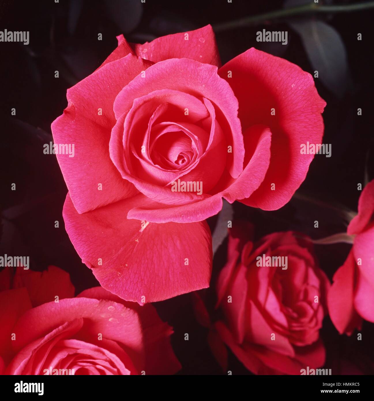 Rosa super star rose hi-res stock photography and images - Alamy