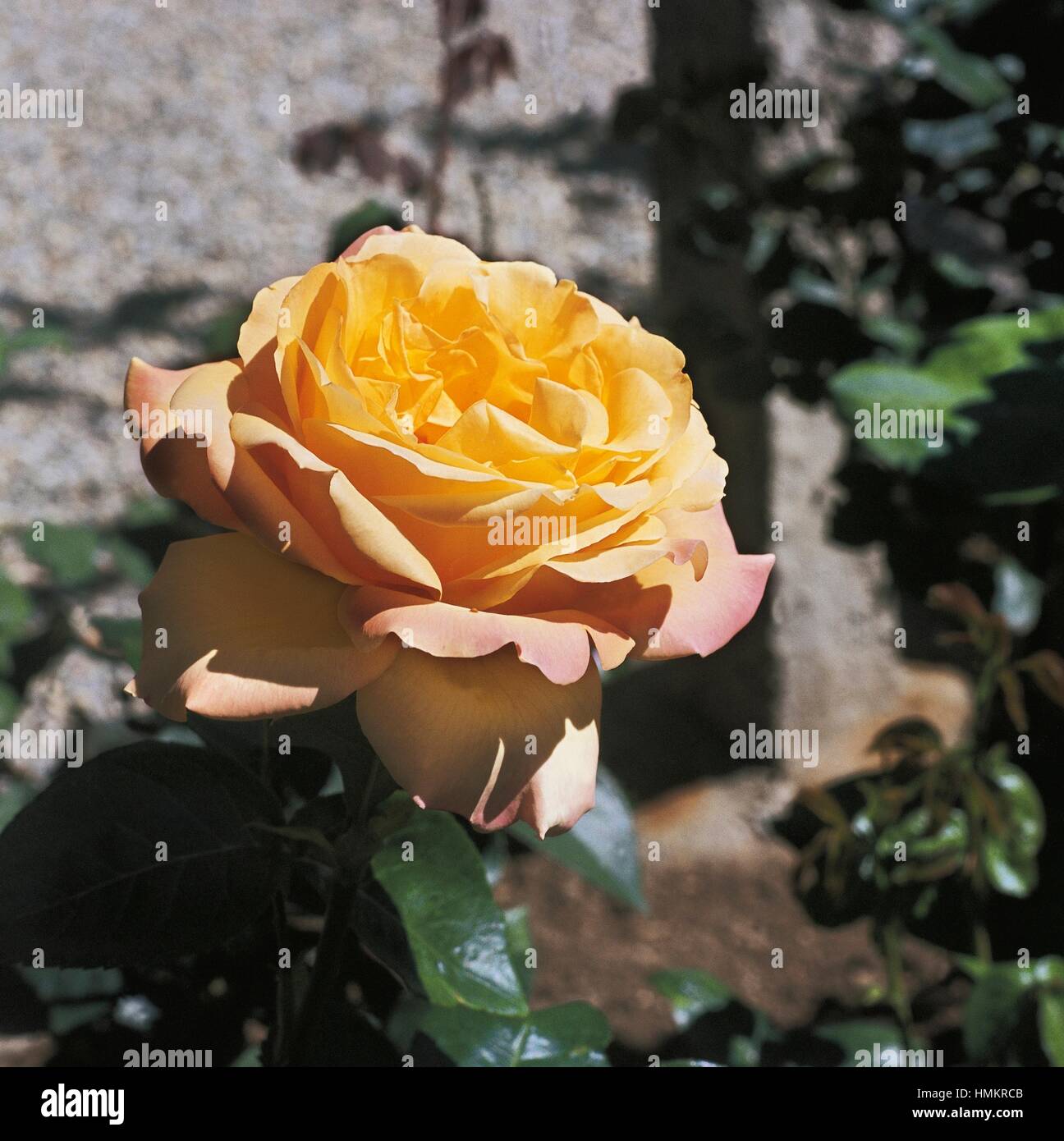 Yellow rose with touches of salmon colour (Rosa sp), Rosaceae Stock ...