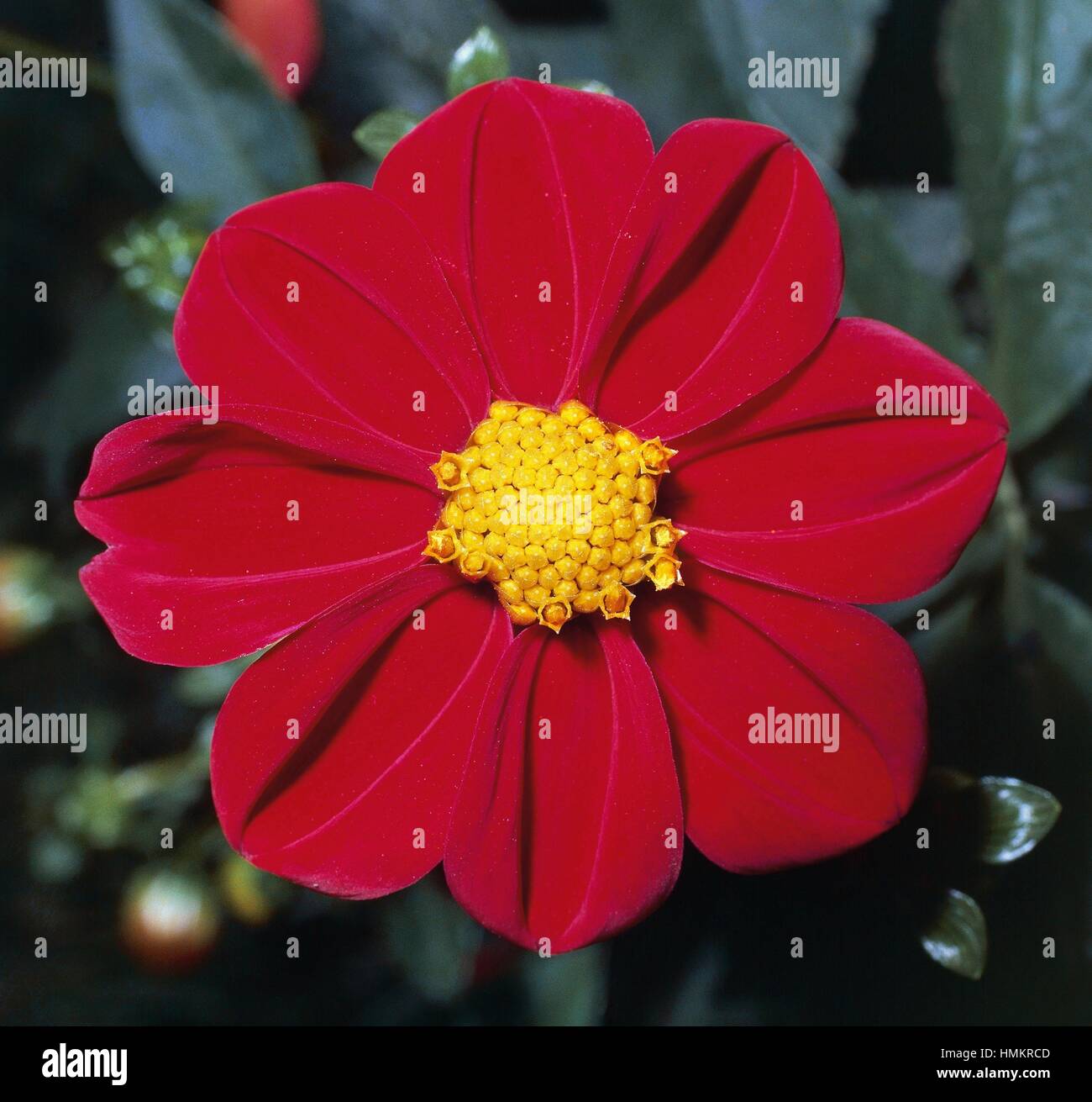 Dahlia coccinea symphonia hi-res stock photography and images - Alamy