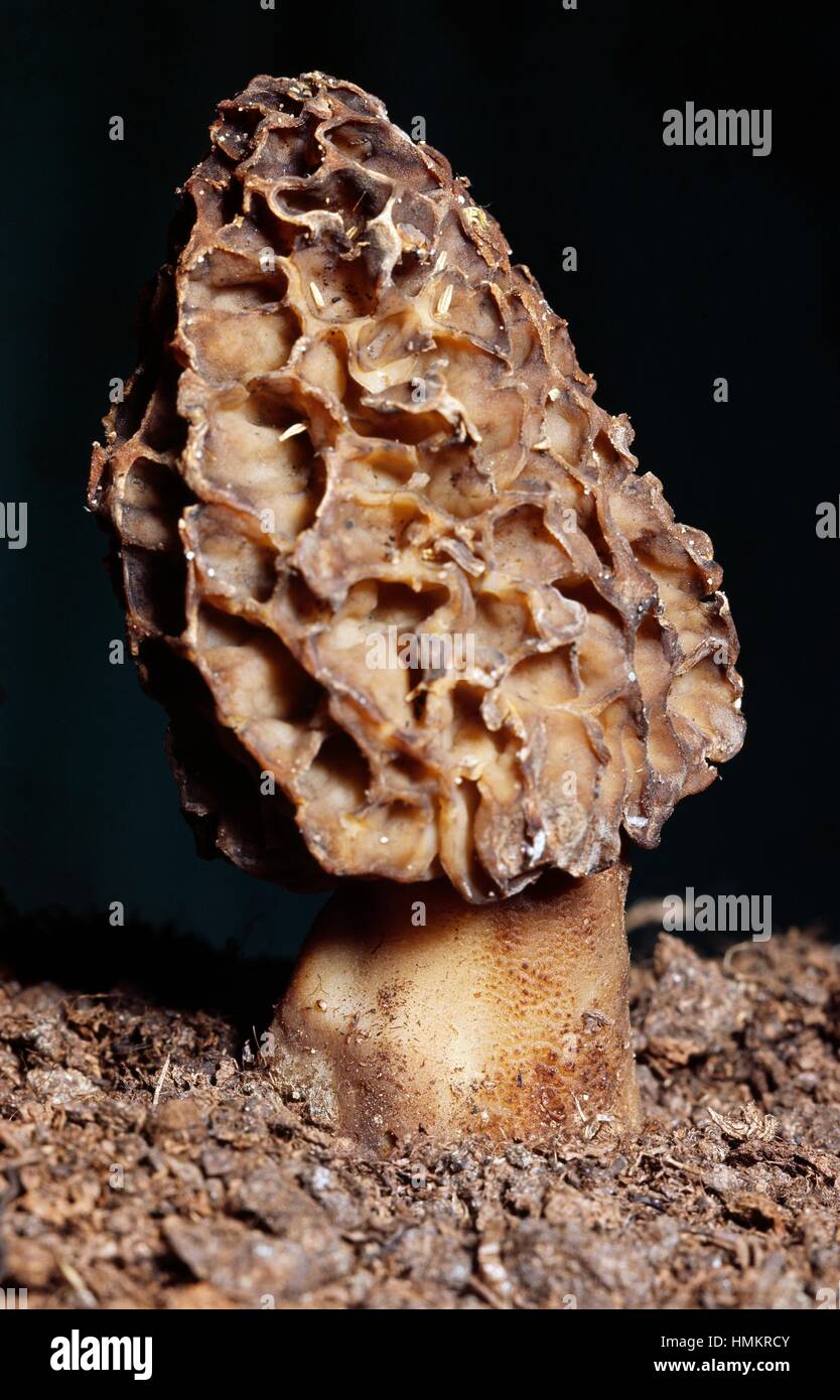 Morchellaceae hi-res stock photography and images - Alamy