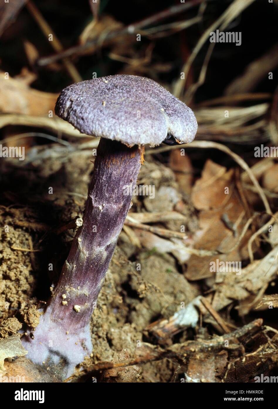Violet cort (Cortinarius violaceus), Cortinariaceae Stock Photo - Alamy