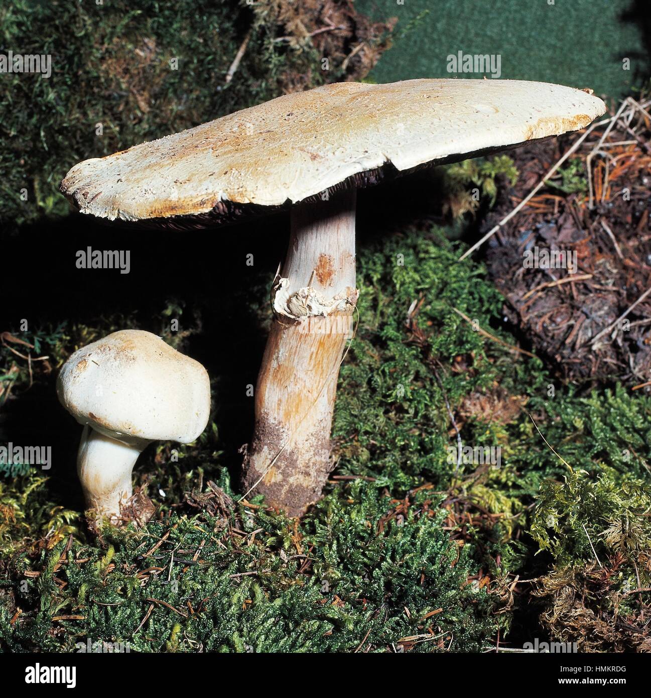 Horse mushroom (Agaricus arvensis), Agaricaceae Stock Photo - Alamy